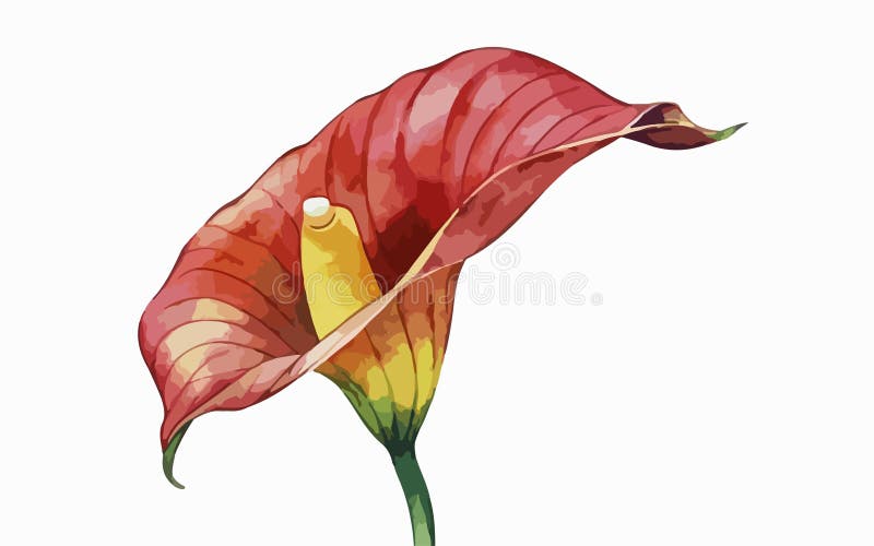 Red Calla Lily Flower Watercolor Art and Illustration Created with Ai ...
