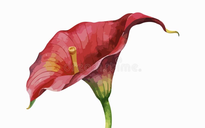 Red Calla Lily Flower Watercolor Art and Illustration Created with Ai ...
