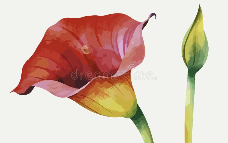 Red Calla Lily Flower Watercolor Art and Illustration Created with Ai ...