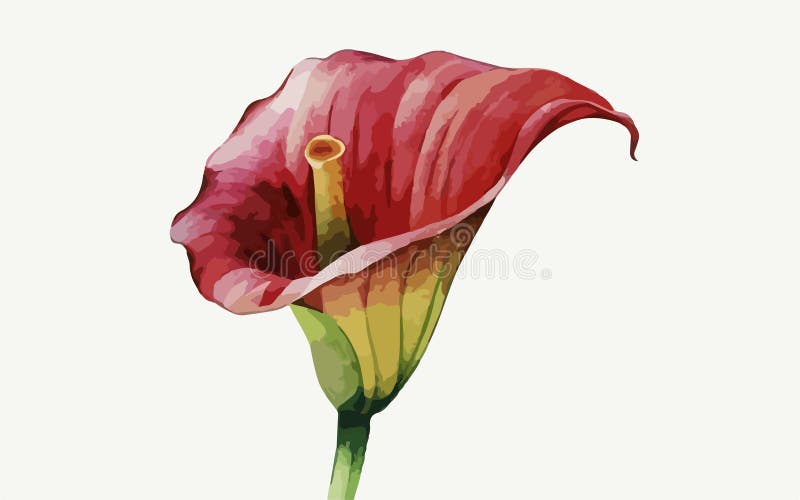 Red Calla Lily Flower Watercolor Art and Illustration Created with Ai ...