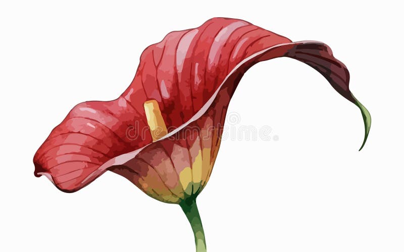 Red Calla Lily Flower Watercolor Art and Illustration Created with Ai ...