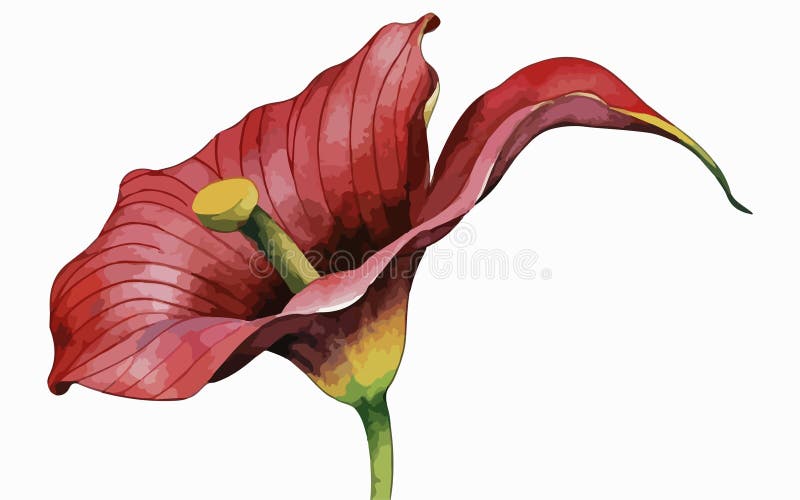 Red Calla Lily Flower Watercolor Art and Illustration Created with Ai ...