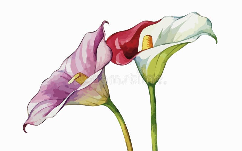 Red Calla Lily Flower Watercolor Art and Illustration Created with Ai ...