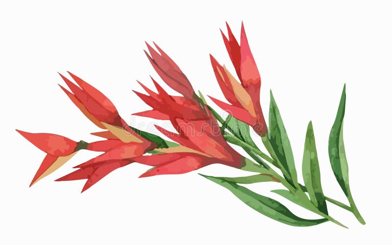Cardinal Flower Watercolor Created with AI, Nice Looking Stock Vector ...