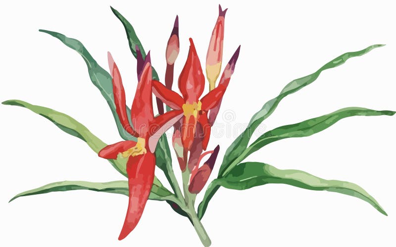 Cardinal Flower Watercolor Created with AI, Nice Looking Stock Vector ...