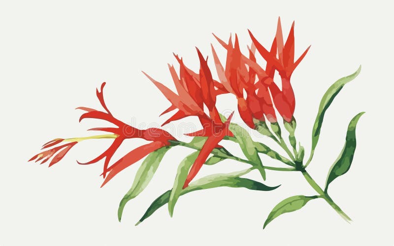 Cardinal Flower Watercolor Created with AI, Nice Looking Stock Vector ...