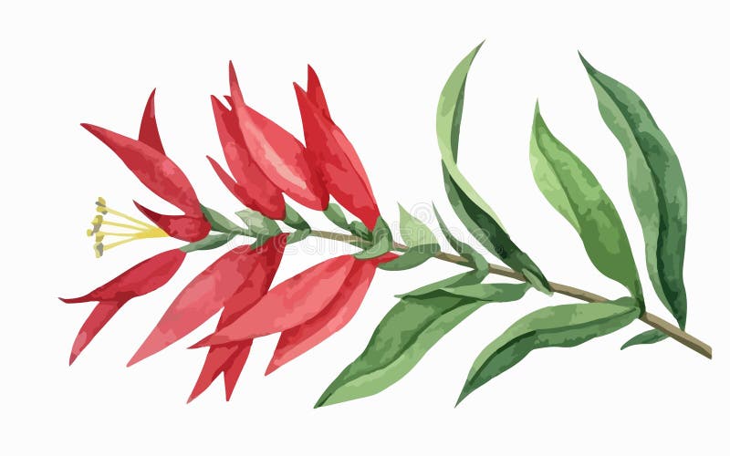 Cardinal Flower Watercolor Created with AI, Nice Looking Stock Vector ...