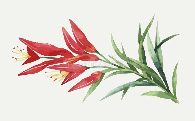 Cardinal Flower Watercolor Created with AI, Nice Looking Stock Vector ...