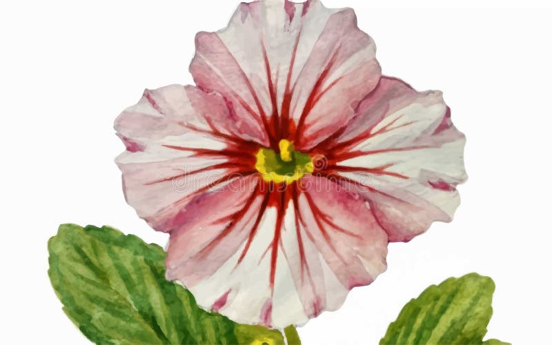 Cape Primrose Flower Watercolor Art and Illustration Created with AI ...