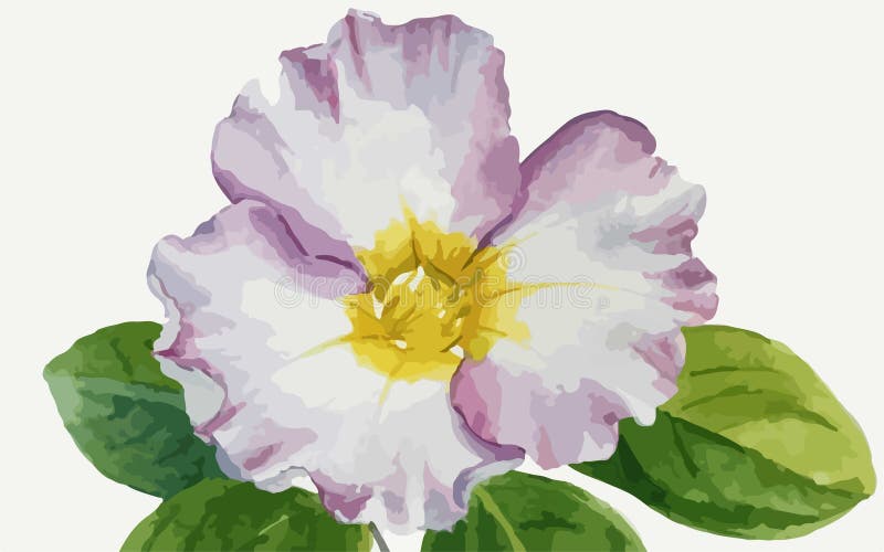 Cape Primrose Flower Watercolor Art and Illustration Created with AI ...