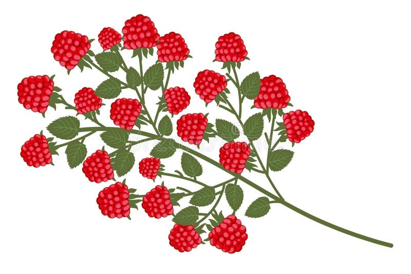 Ripe Raspberry Bush with Leaves Isolated on a White Background. Natural ...