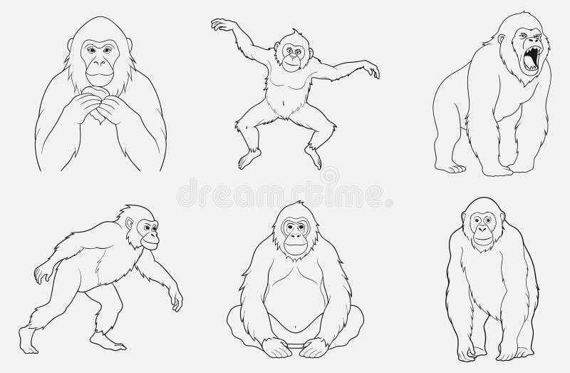 Ape Line Drawing Stock Illustrations – 3,522 Ape Line Drawing Stock ...