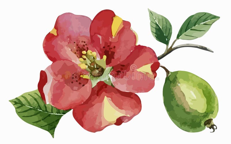 Red Quince Flower Watercolor Art and Illustration Generative AI Stock ...