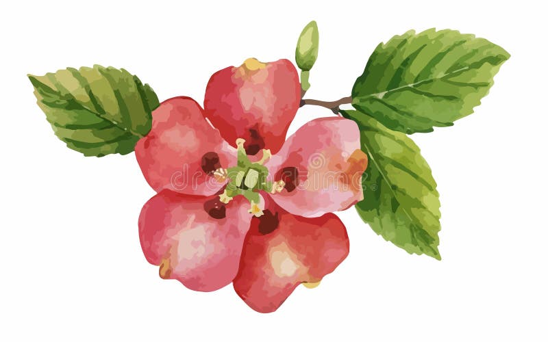 Red Quince Flower Watercolor Art and Illustration Generative AI Stock ...