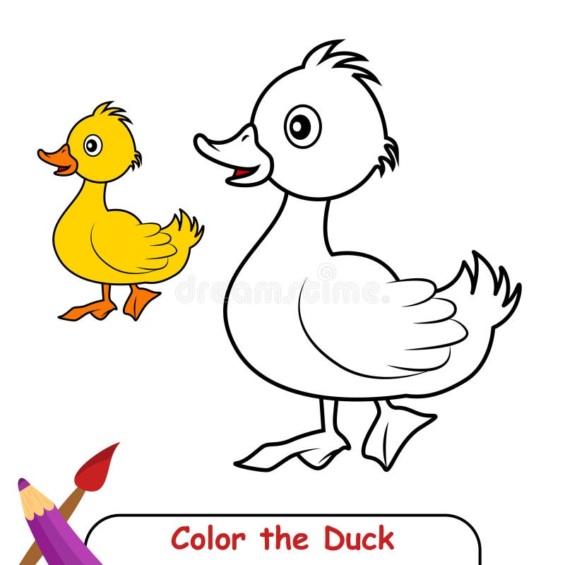 Color the Duck Bird Drawing Illustration. Coloring Book for Kids Stock ...