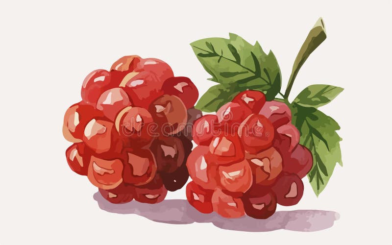 Raspberries Fruits Watercolor Art and Illustration Generative AI Stock ...