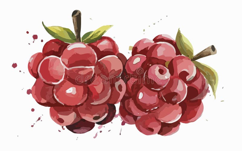 Raspberries Fruits Watercolor Art and Illustration Generative AI Stock ...