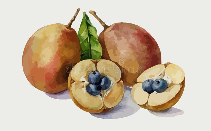 Sapodilla Fruits Watercolor Art and Illustration Generative AI Stock ...