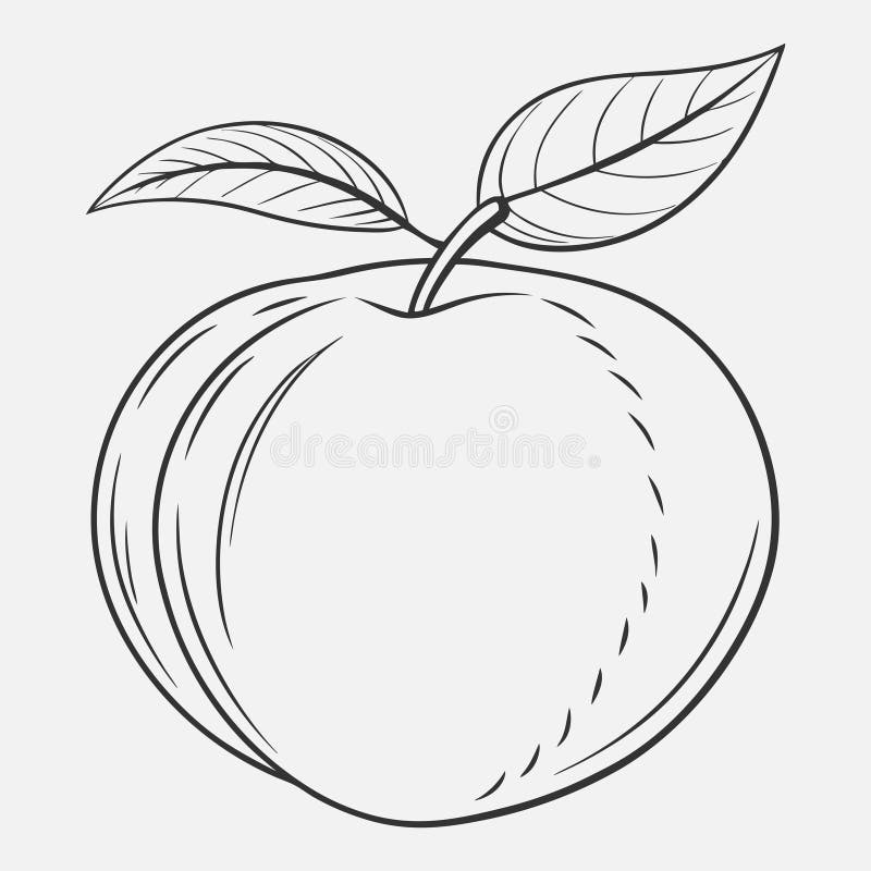 Exquisite Nectarine Line Art Illustrations Stock Vector - Illustration ...