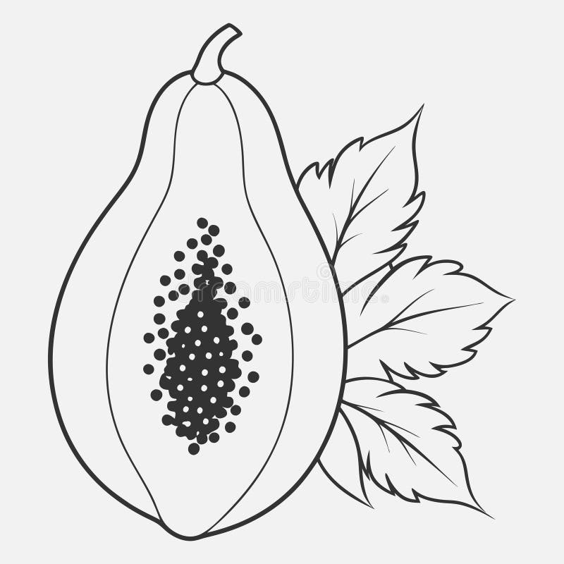 Papaya Line Art: Elegant and Minimalist Illustrations of Tropical Fruit ...