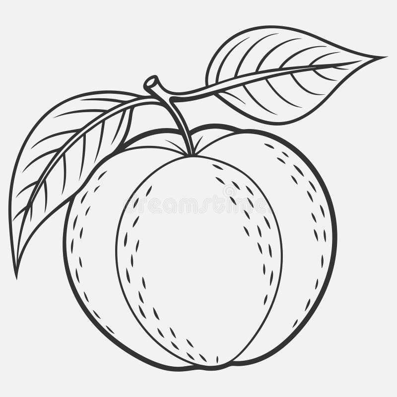 Elegant Peach Line Art Collection Stock Vector - Illustration of ...