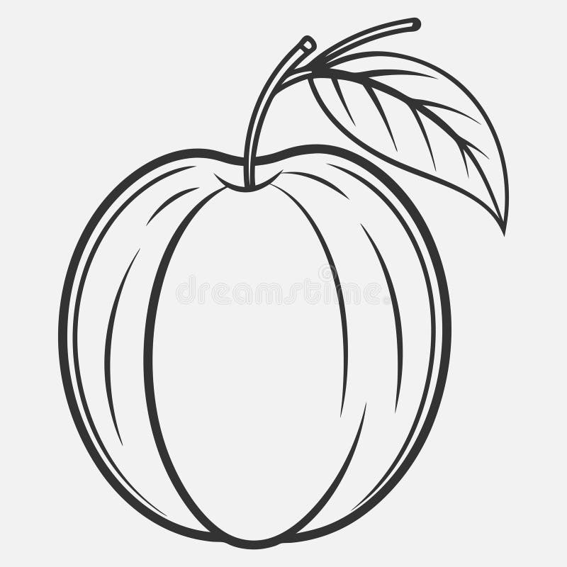 Elegant Plum Line Art Collection Stock Vector - Illustration of ...