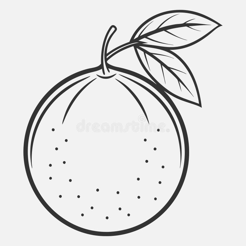 Pomelo Line Art ,Elegant Minimalist Citrus Design Stock Illustration ...