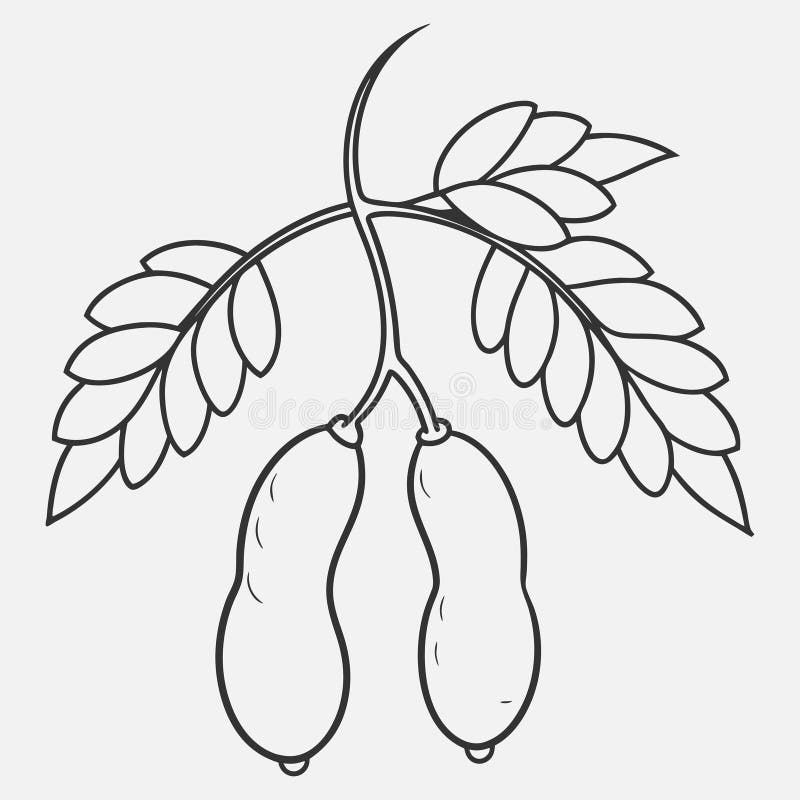 Tamarind Line Art: Elegant Botanical Illustrations and Minimalist ...