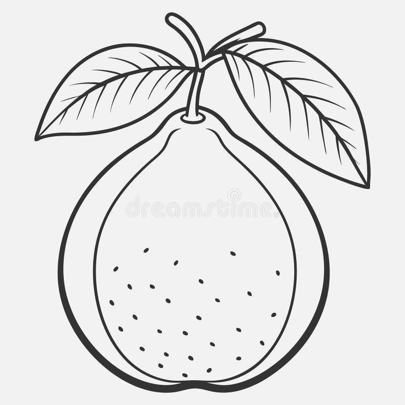 Elegant Guava Line Art, Minimalist Guava Illustrations Stock Vector ...
