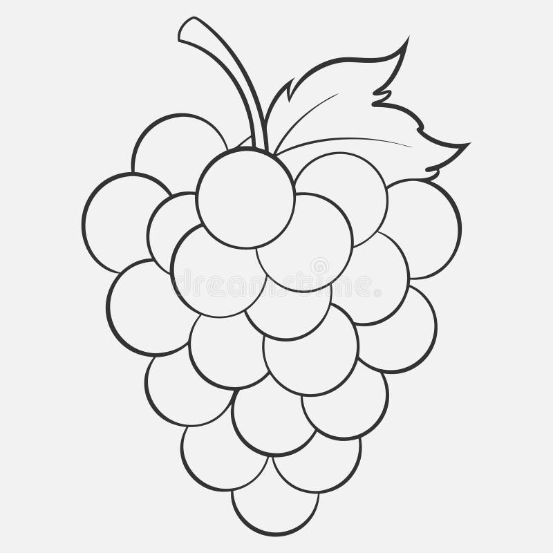 Elegant Grapevine Line Art stock vector. Illustration of vineyard ...