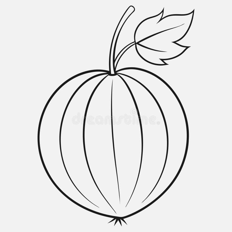 Stunning Gooseberry Line Art Collection Stock Vector - Illustration of ...