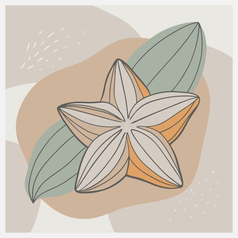 Starfruit Vector Illustration Stock Vector - Illustration of botanical ...