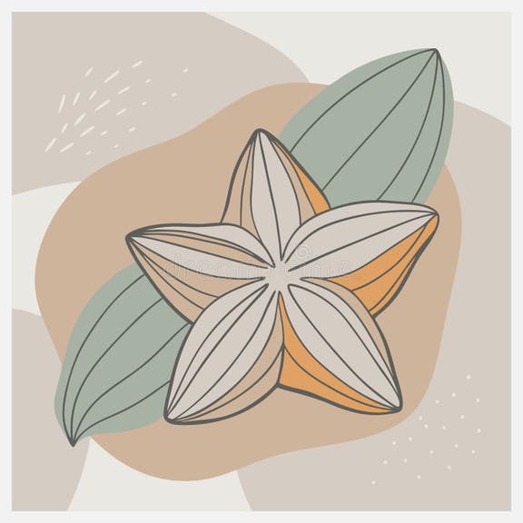 Starfruit Vector Illustration Stock Vector - Illustration of botanical ...