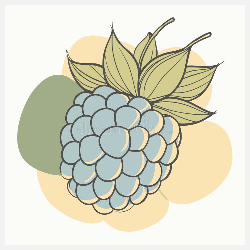 Vibrant Raspberry Vector Illustration Stock Vector - Illustration of ...