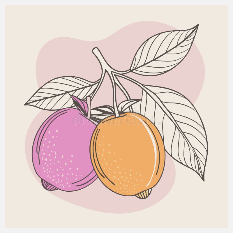 Vibrant Loquat Vector Illustration Stock Vector - Illustration of ...