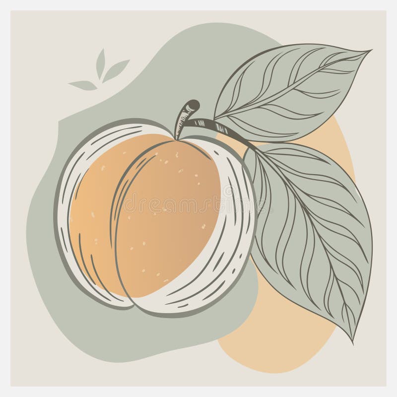 Fresh and Juicy Nectarine Vector Illustration Stock Vector ...