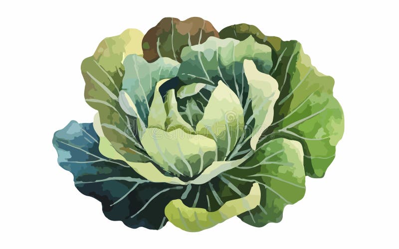 Cabbage Watercolor Art and Illustration Generative AI Stock Vector ...
