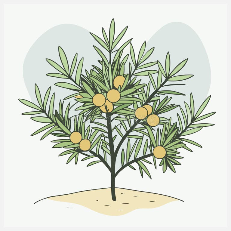 Majestic Yew Tree Vector Illustration Stock Vector - Illustration of ...