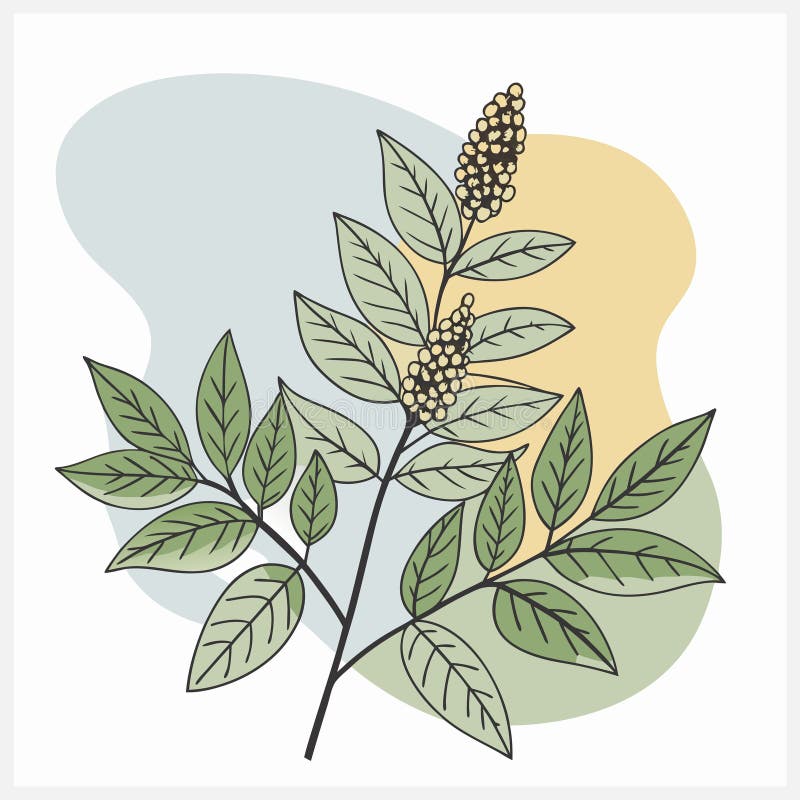 Majestic Sumac Stock Illustrations – 4 Majestic Sumac Stock ...