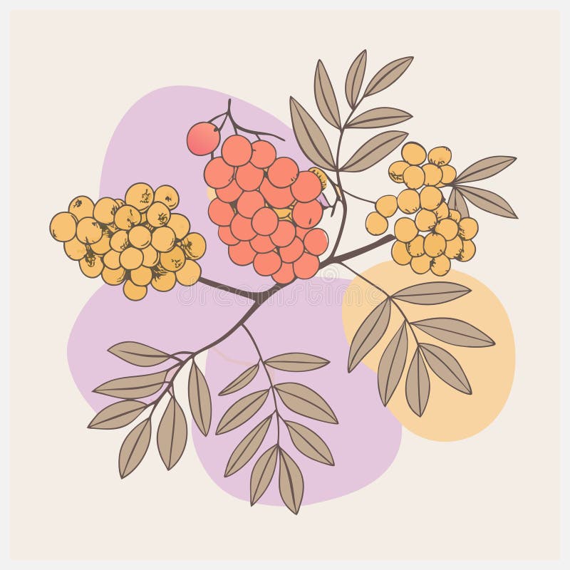 Majestic Rowan Tree Vector Illustration Stock Vector - Illustration of ...