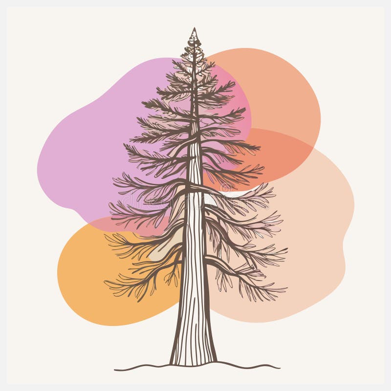 Majestic Redwood Tree Vector Illustration Stock Vector - Illustration ...