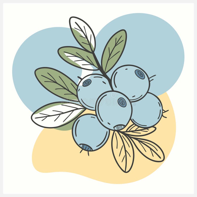 Crowberry Fruit Vector Illustration Stock Vector - Illustration of ...