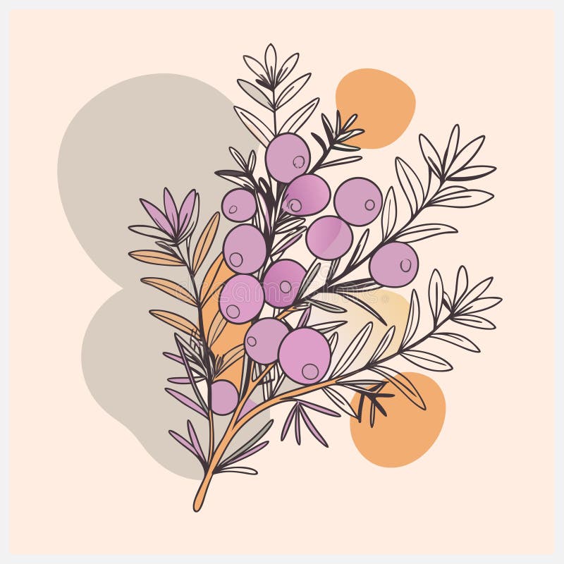 Crowberry Fruit Vector Illustration Stock Vector - Illustration of ...