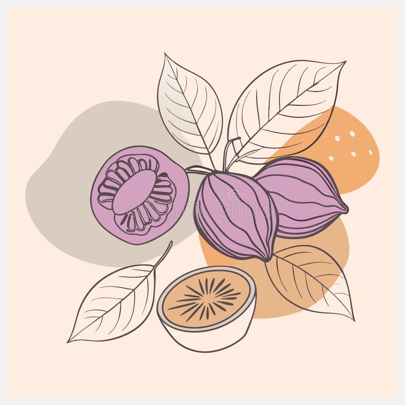 Vibrant Betel Nut Fruit Vector Art Stock Vector - Illustration of ...