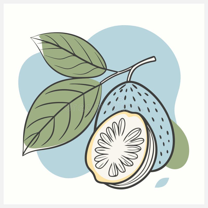 Vibrant Babaco Stock Illustrations – 6 Vibrant Babaco Stock ...