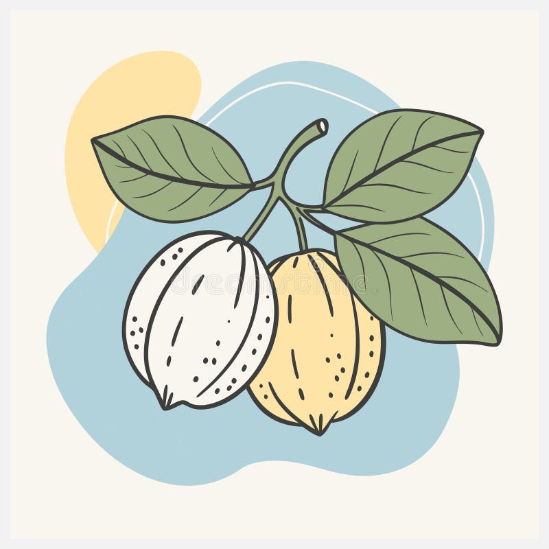 Araza Fruit Vector, Vibrant Tropical Design for Fruit Lovers Stock ...