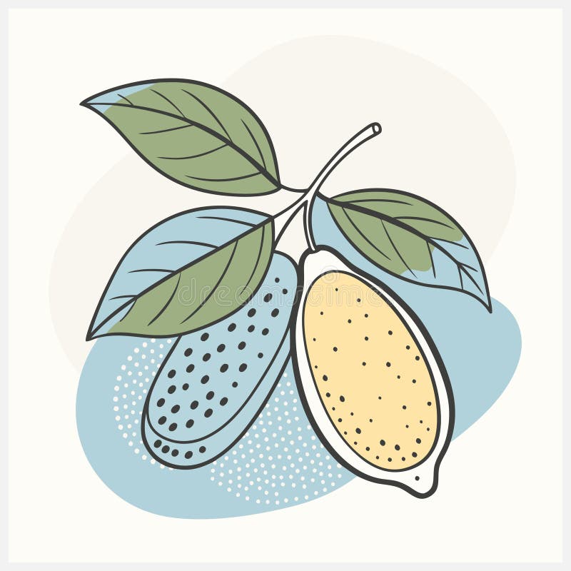 Finger Lime Fruit Vector Illustration Stock Vector - Illustration of ...