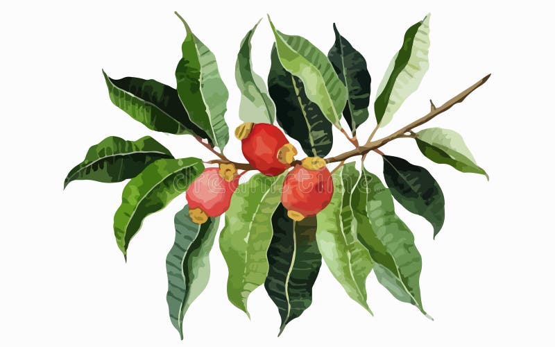 Guava Tree Stock Illustrations – 1,403 Guava Tree Stock Illustrations ...