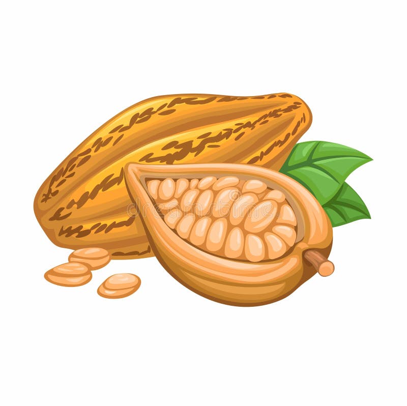 White Cacao Fruit Cartoon Illustration Vector Stock Vector ...