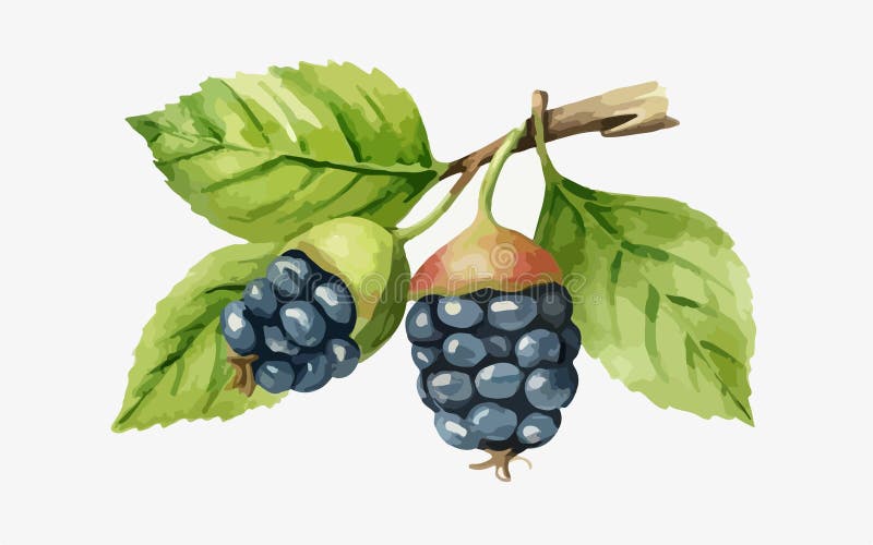 Mulberry Drawing Stock Illustrations – 1,290 Mulberry Drawing Stock ...